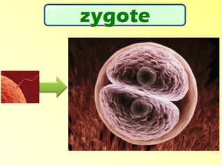 Vocabulary - Reproduction | PPT