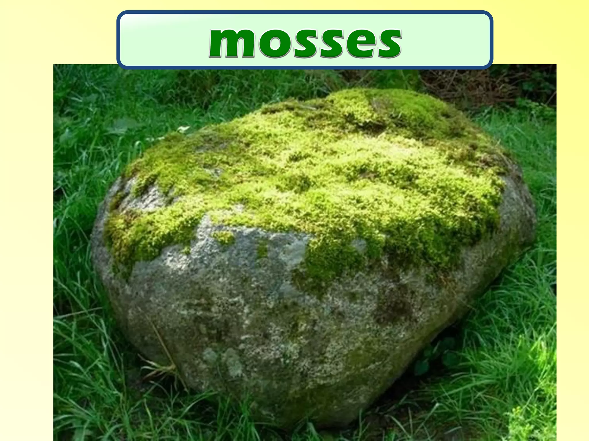 Vocabulary Unit 7: The classification of living things | PPT