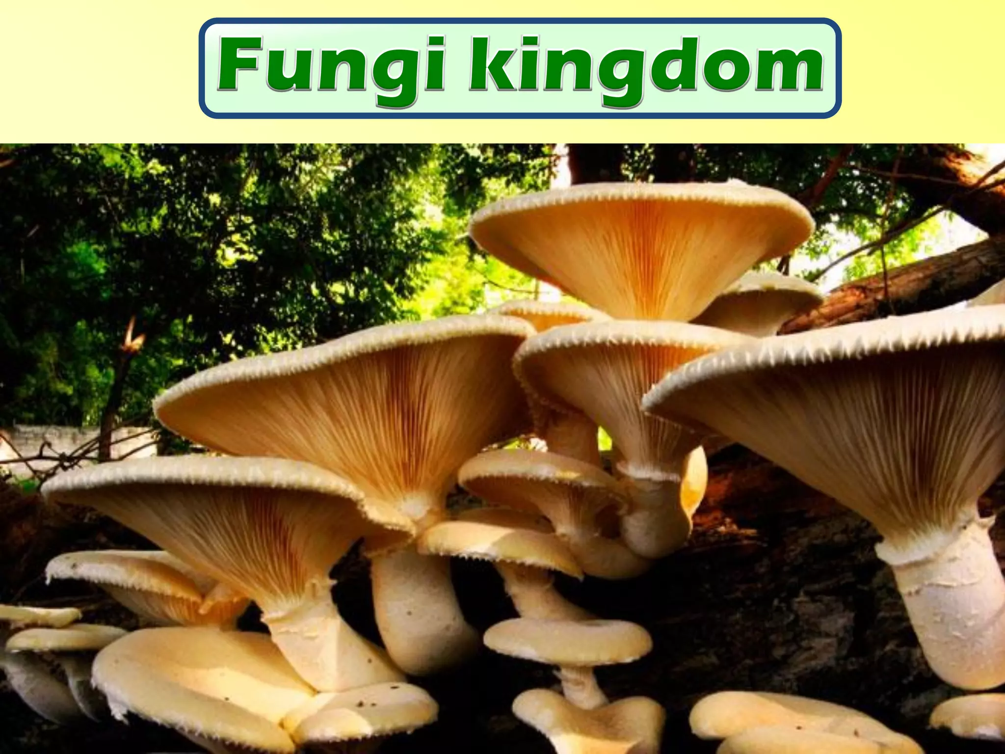 Vocabulary Unit 7: The classification of living things | PPT