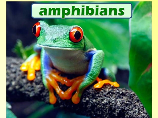 Vocabulary Unit 7: The classification of living things | PDF