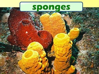 Vocabulary Unit 7: The classification of living things | PDF