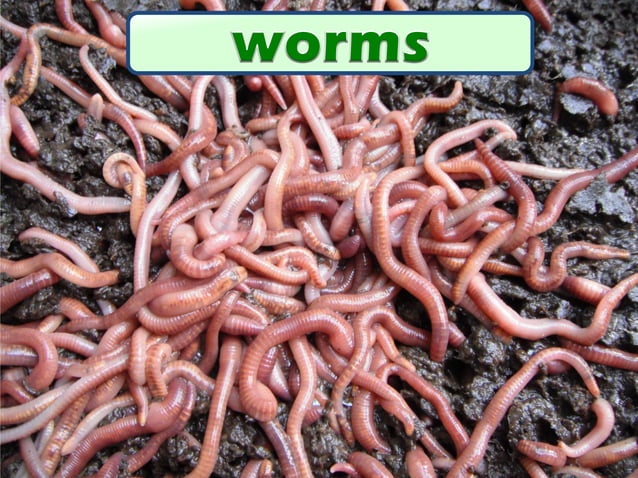 Vocabulary Unit 7: The classification of living things | PDF