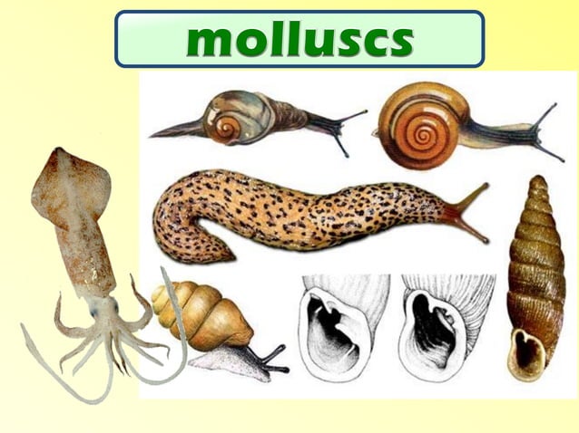Vocabulary Unit 7: The classification of living things | PDF