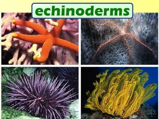 Vocabulary Unit 7: The classification of living things | PDF