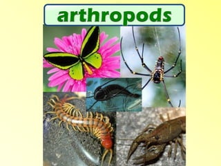 Vocabulary Unit 7: The classification of living things | PDF