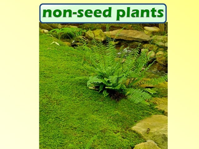 Vocabulary Unit 7: The classification of living things | PDF