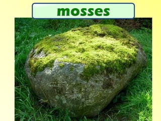 Vocabulary Unit 7: The classification of living things | PDF