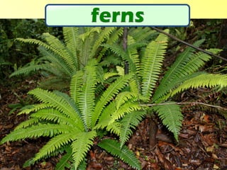 Vocabulary Unit 7: The classification of living things | PDF