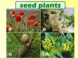 Vocabulary Unit 7: The classification of living things | PDF