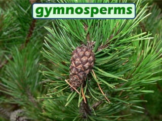 Vocabulary Unit 7: The classification of living things | PDF