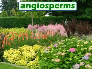 Vocabulary Unit 7: The classification of living things | PDF