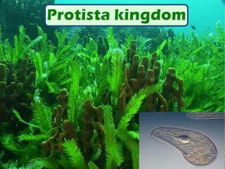 Vocabulary Unit 7: The classification of living things | PDF