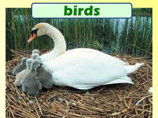 Vocabulary Unit 7: The classification of living things | PDF