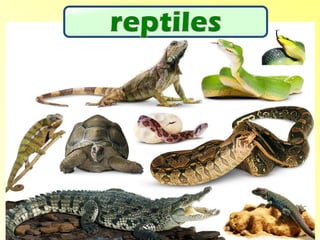 Vocabulary Unit 7: The classification of living things | PDF