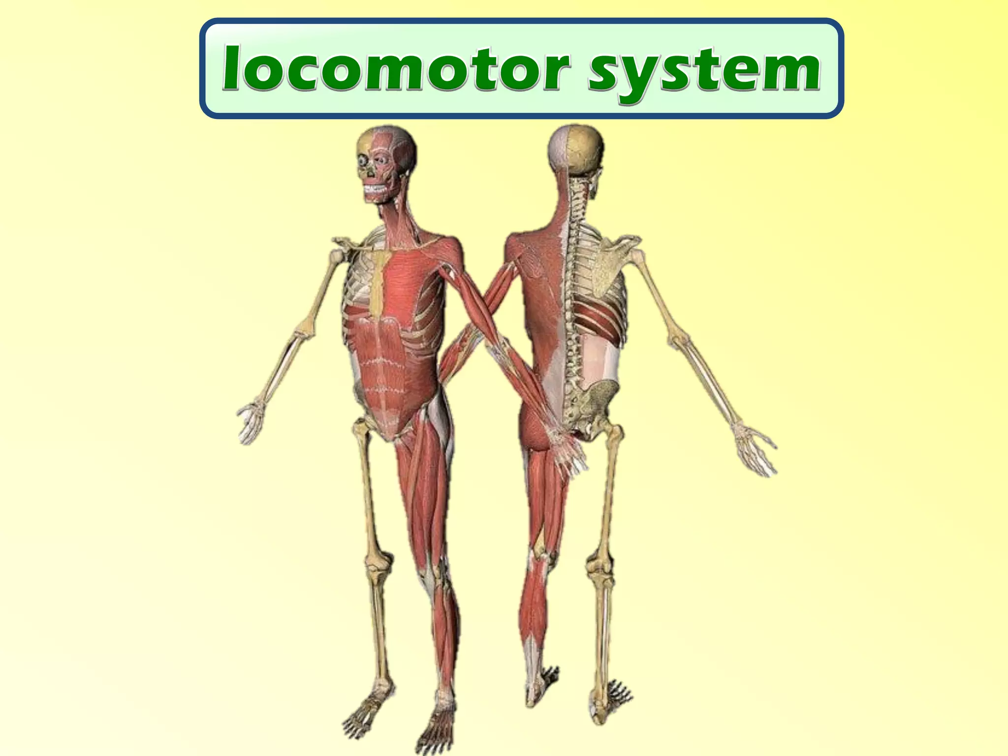 Vocabulary: The locomotor system | PPT