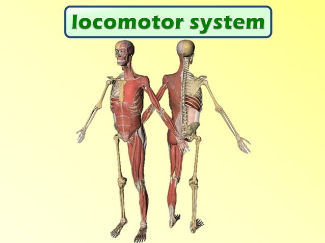 Vocabulary: The locomotor system | PDF