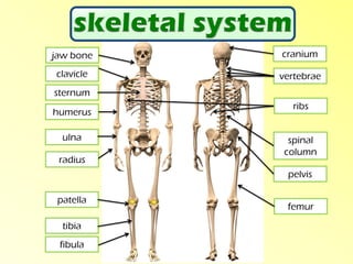 Vocabulary: The locomotor system | PPT
