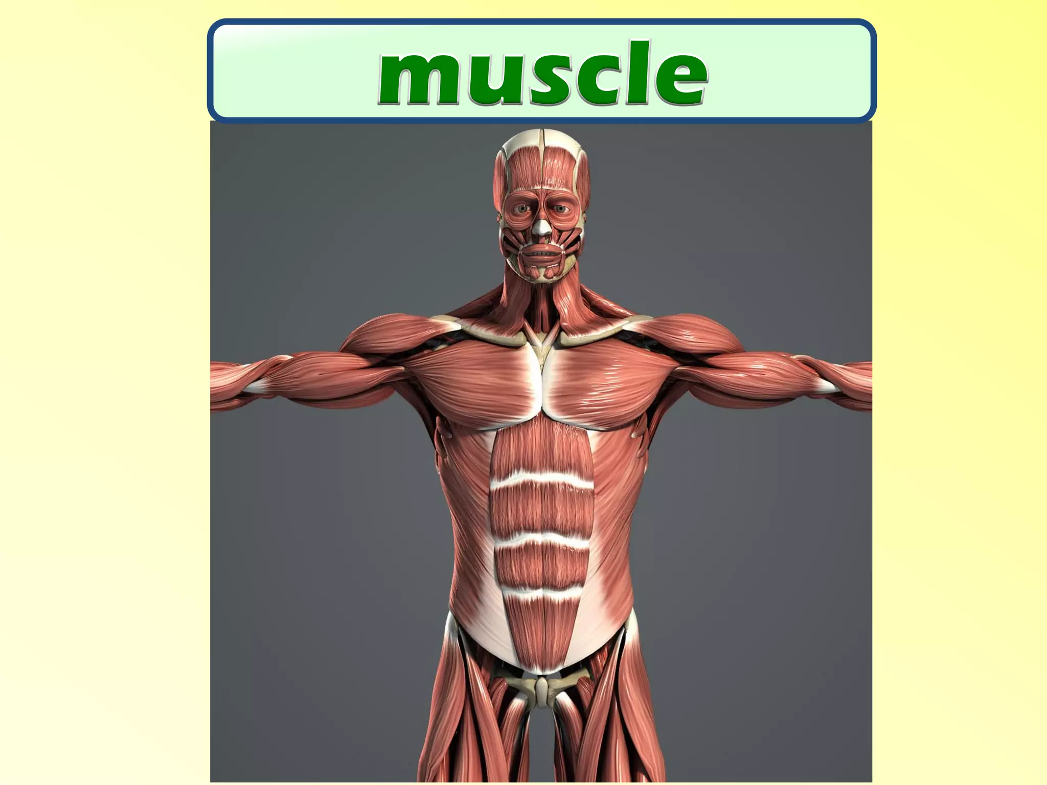 Vocabulary: The Locomotor System | PPT