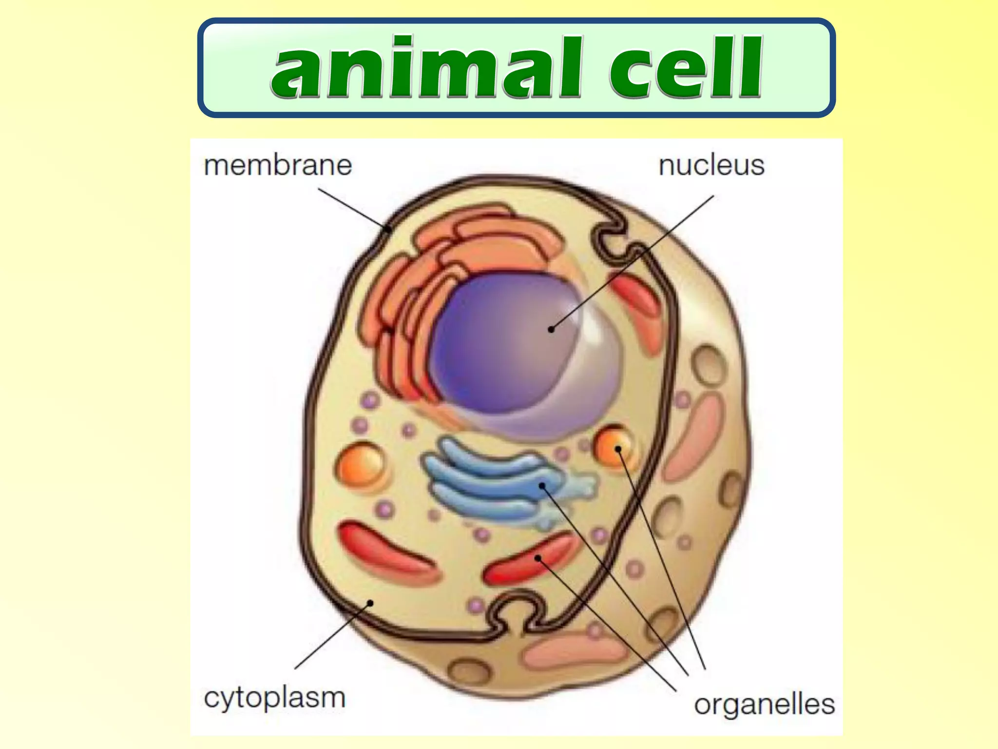 Vocabulary - The Organization of Living Things | PDF
