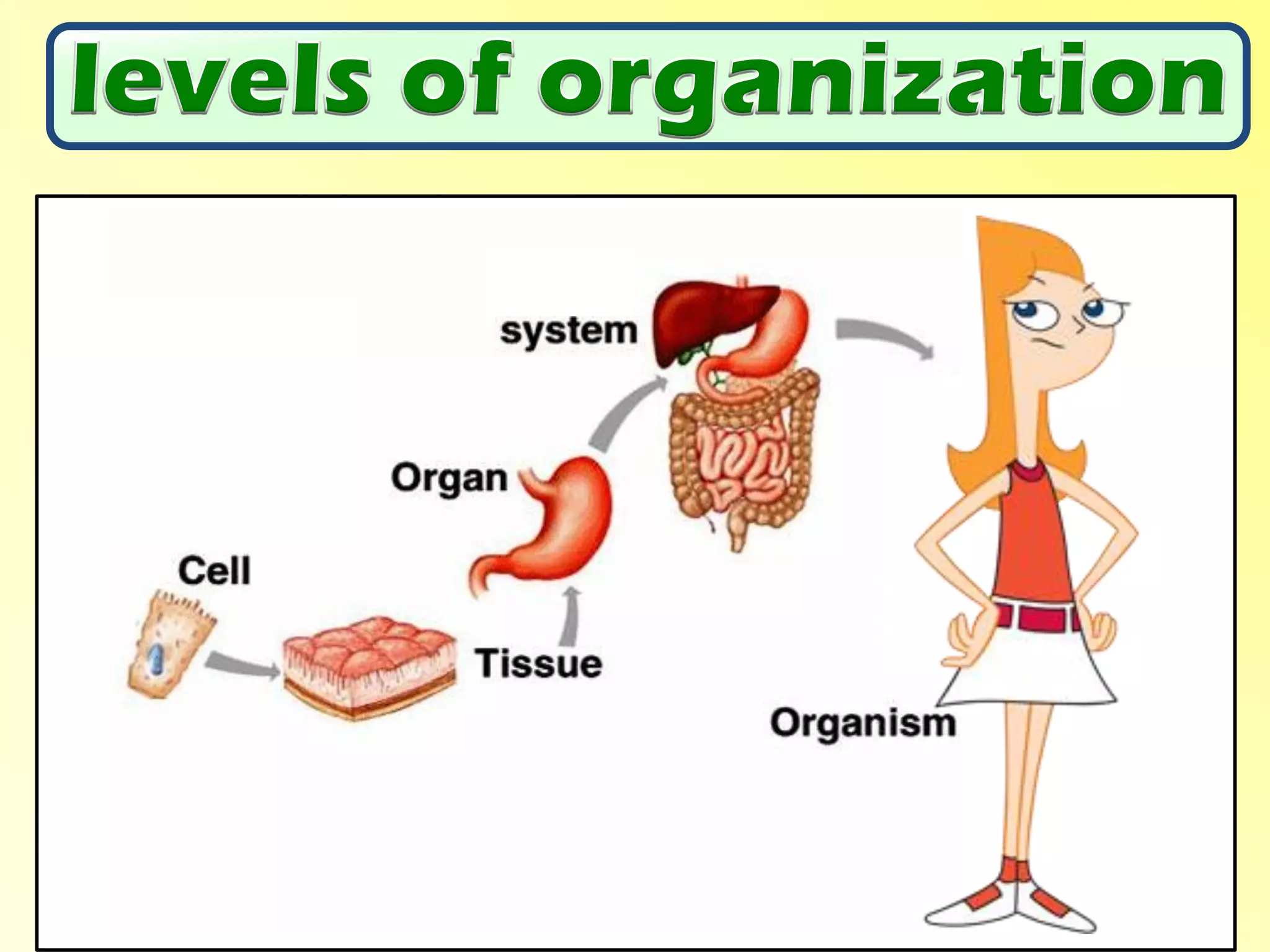 Vocabulary - The Organization of Living Things | PPT