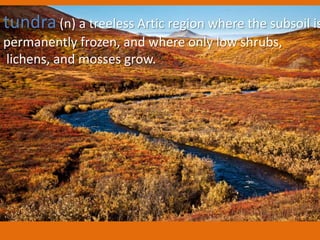 Vocabulary The Grizzly Family Book | PPTX