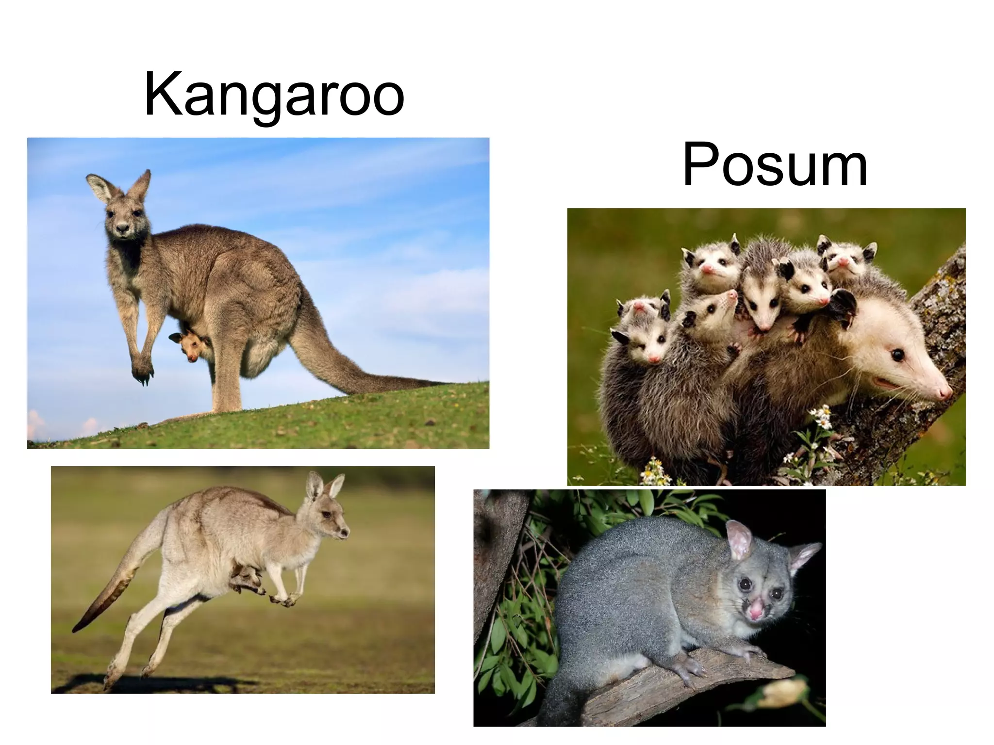 Vocabulary 5th grade unit 4 lesson 5 | PPT