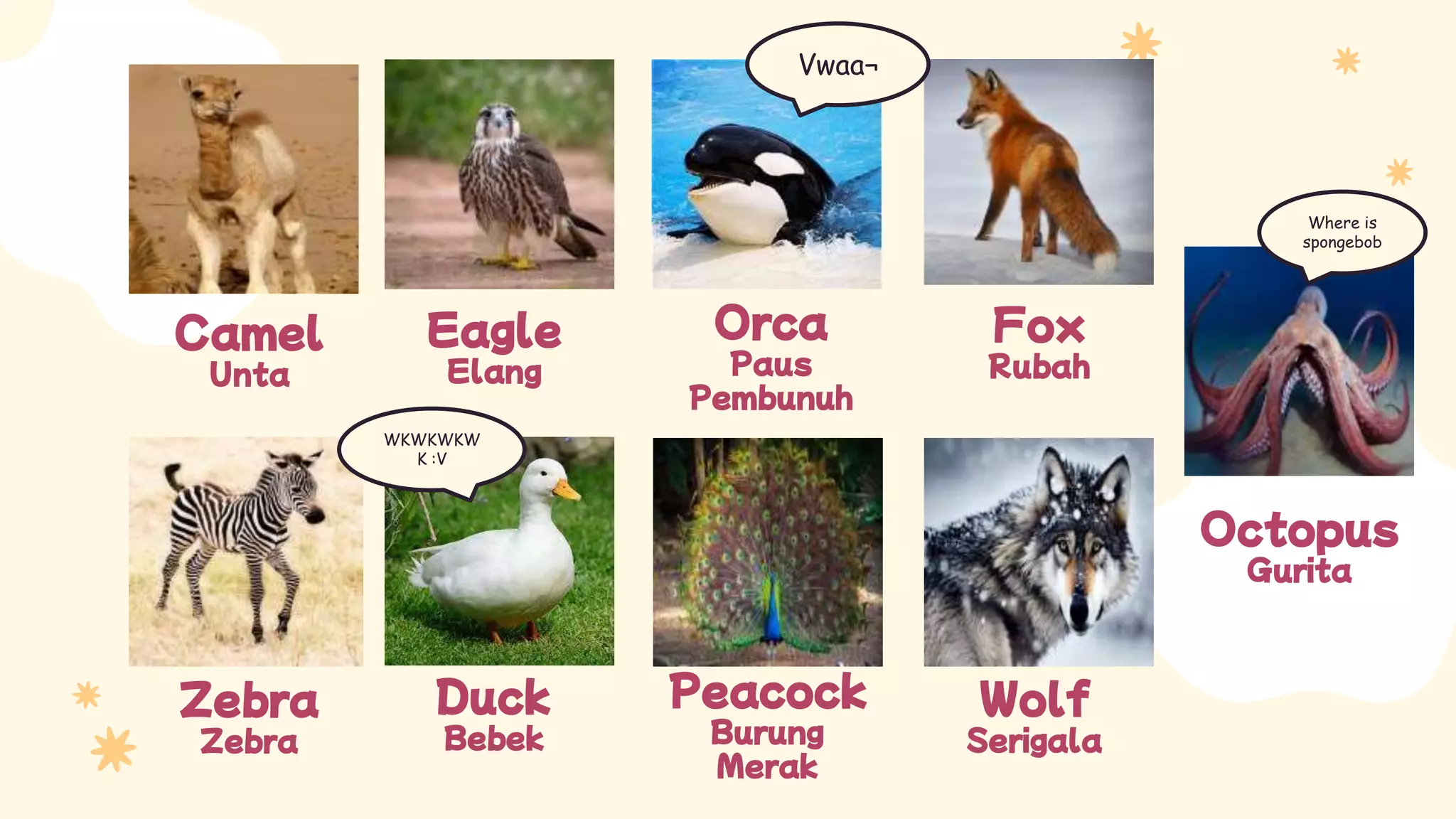 Vocabulary of animals.pptx