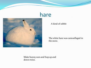 Vocabulary slides hungry little hare | PPTX