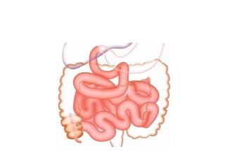 Vocabulary unit 1 the digestive system | PPT