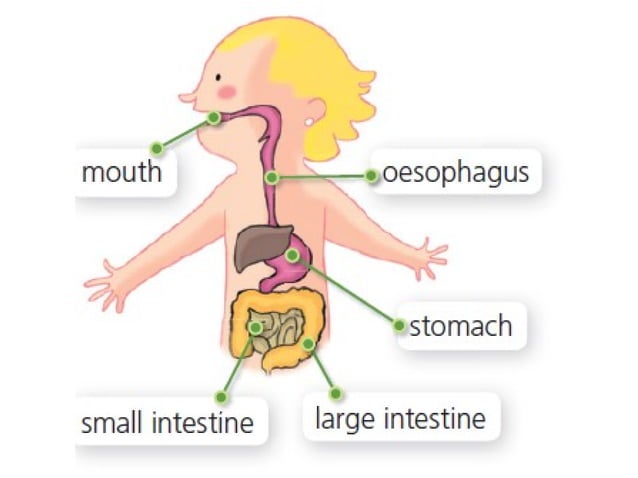Vocabulary unit 1 the digestive system | PPT