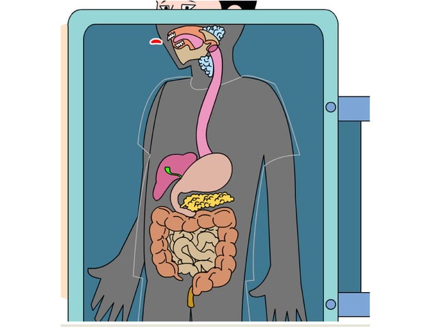 Vocabulary unit 1 the digestive system | PPT