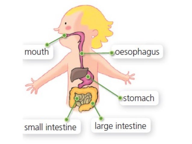 Vocabulary unit 1 the digestive system