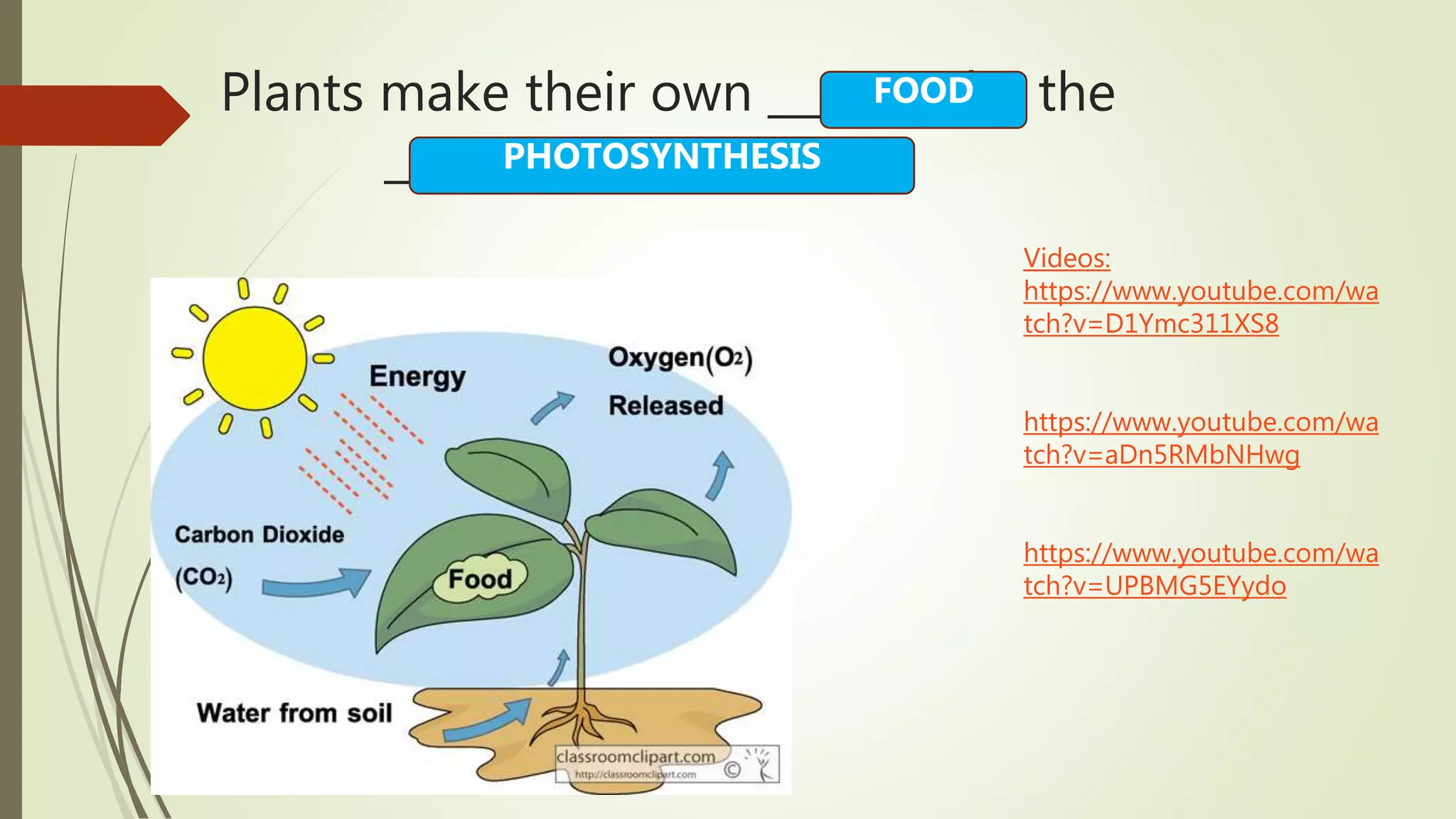 Vocabulary unit 4 life processes of plants | PPTX