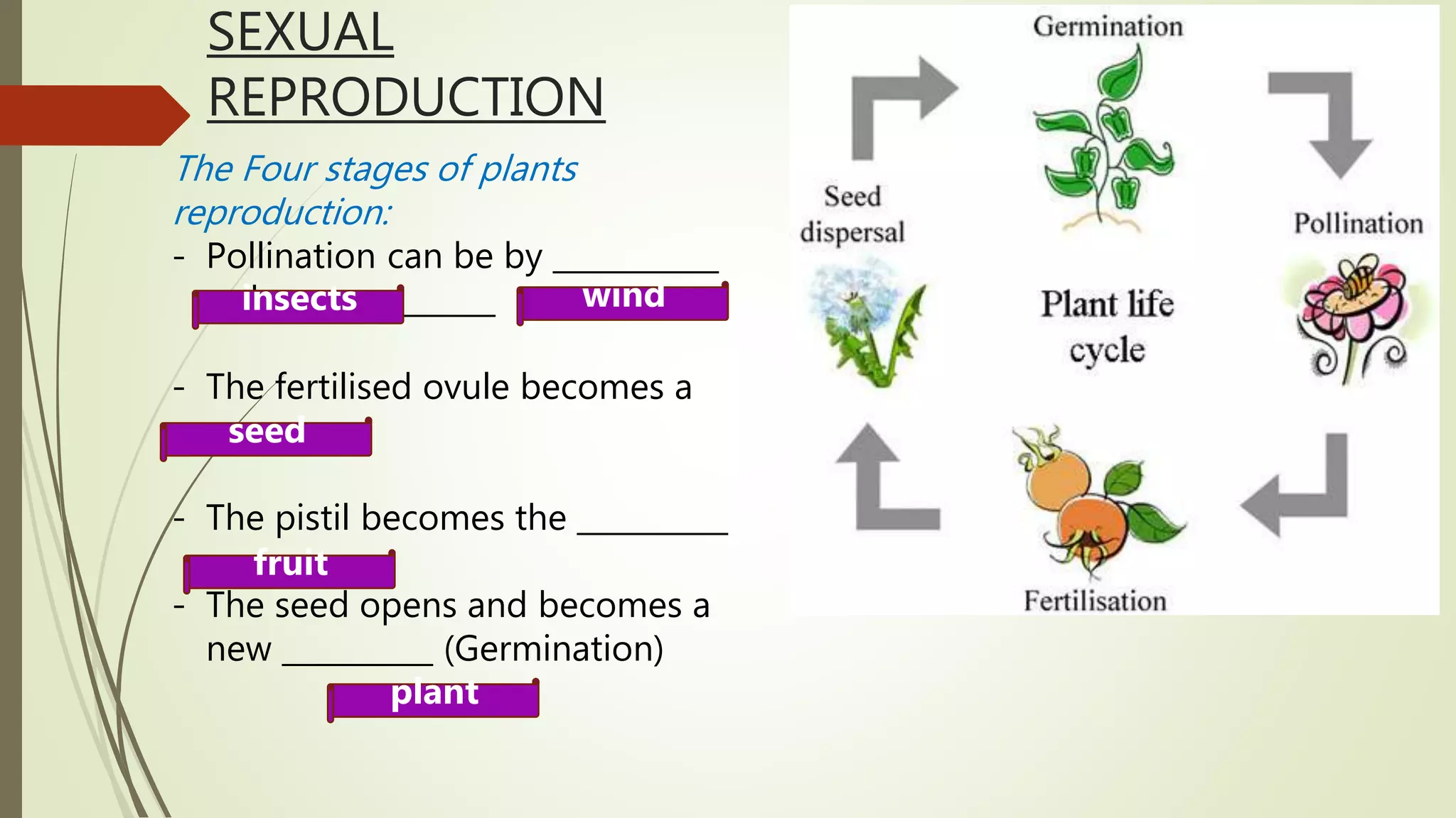 Vocabulary unit 4 life processes of plants | PPTX