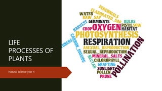 Vocabulary unit 4 life processes of plants | PPTX