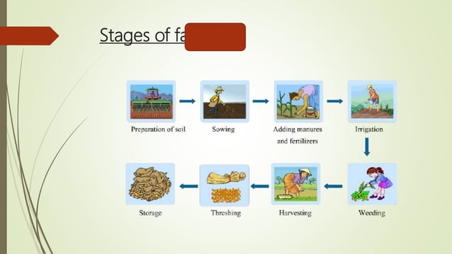 Vocabulary unit 4 life processes of plants | PPT
