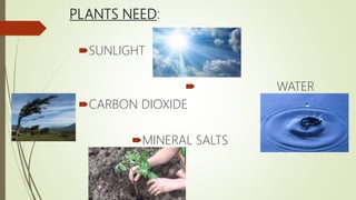 Vocabulary unit 4 life processes of plants | PPTX