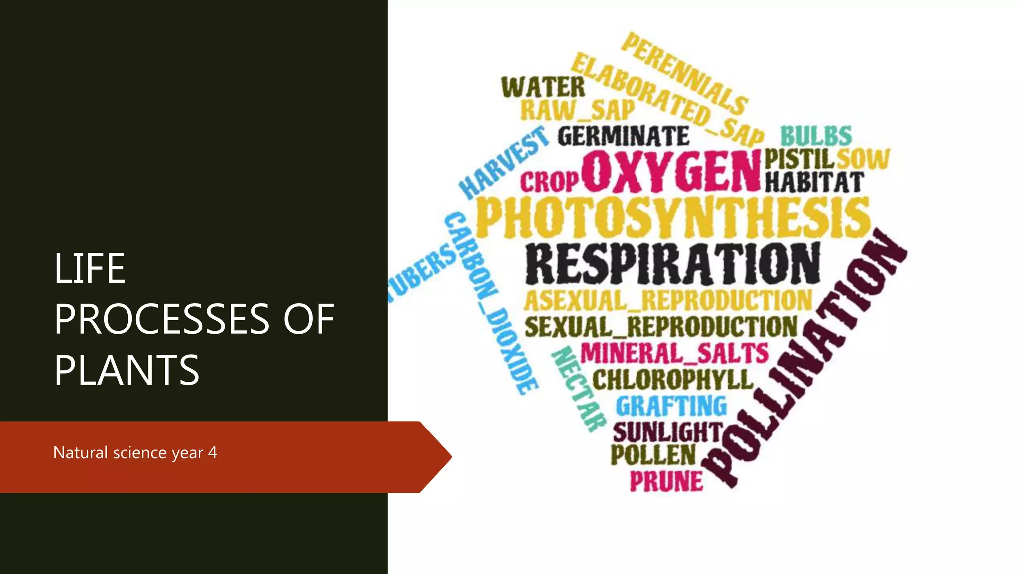Vocabulary unit 4 life processes of plants | PPTX | Gardening | Home ...