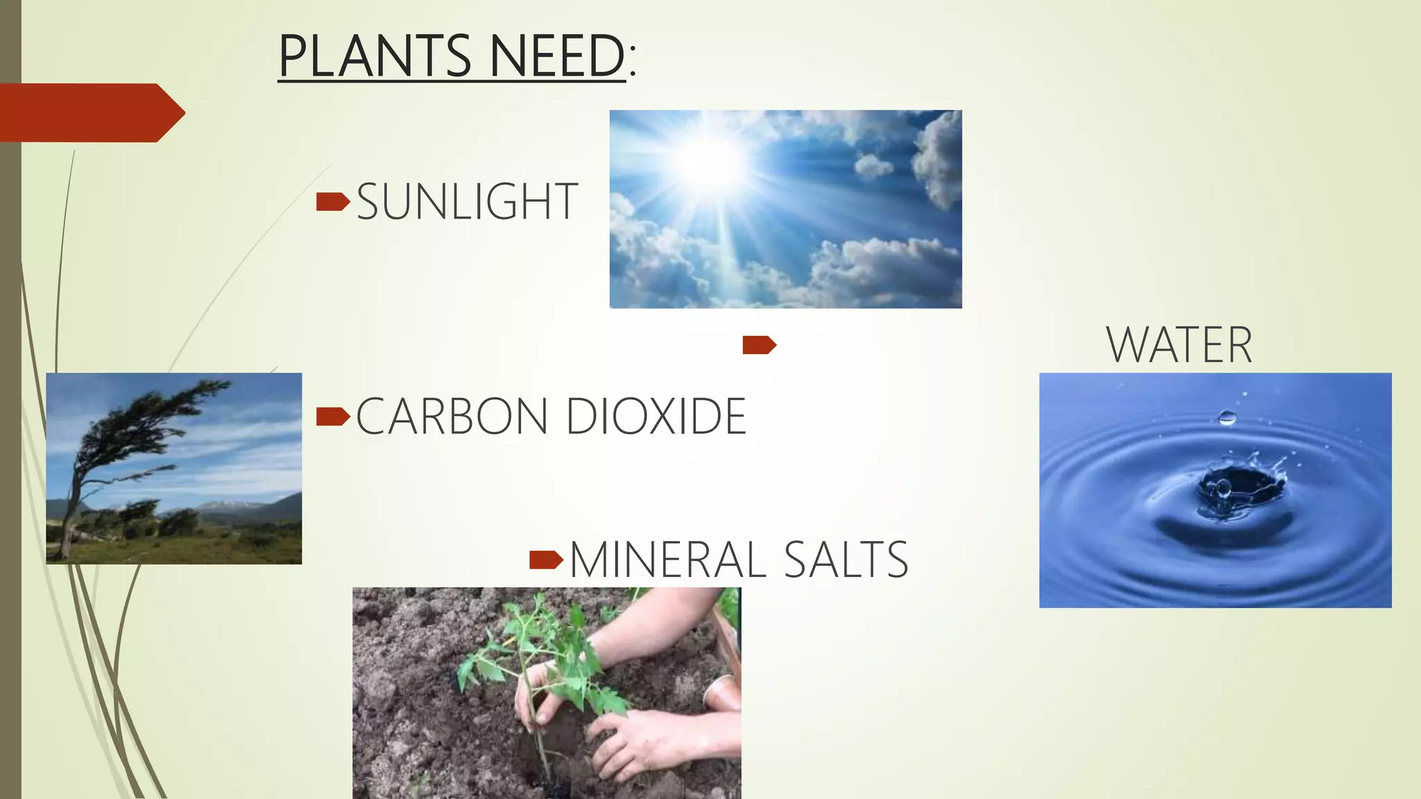 Vocabulary unit 4 life processes of plants | PPTX | Gardening | Home ...