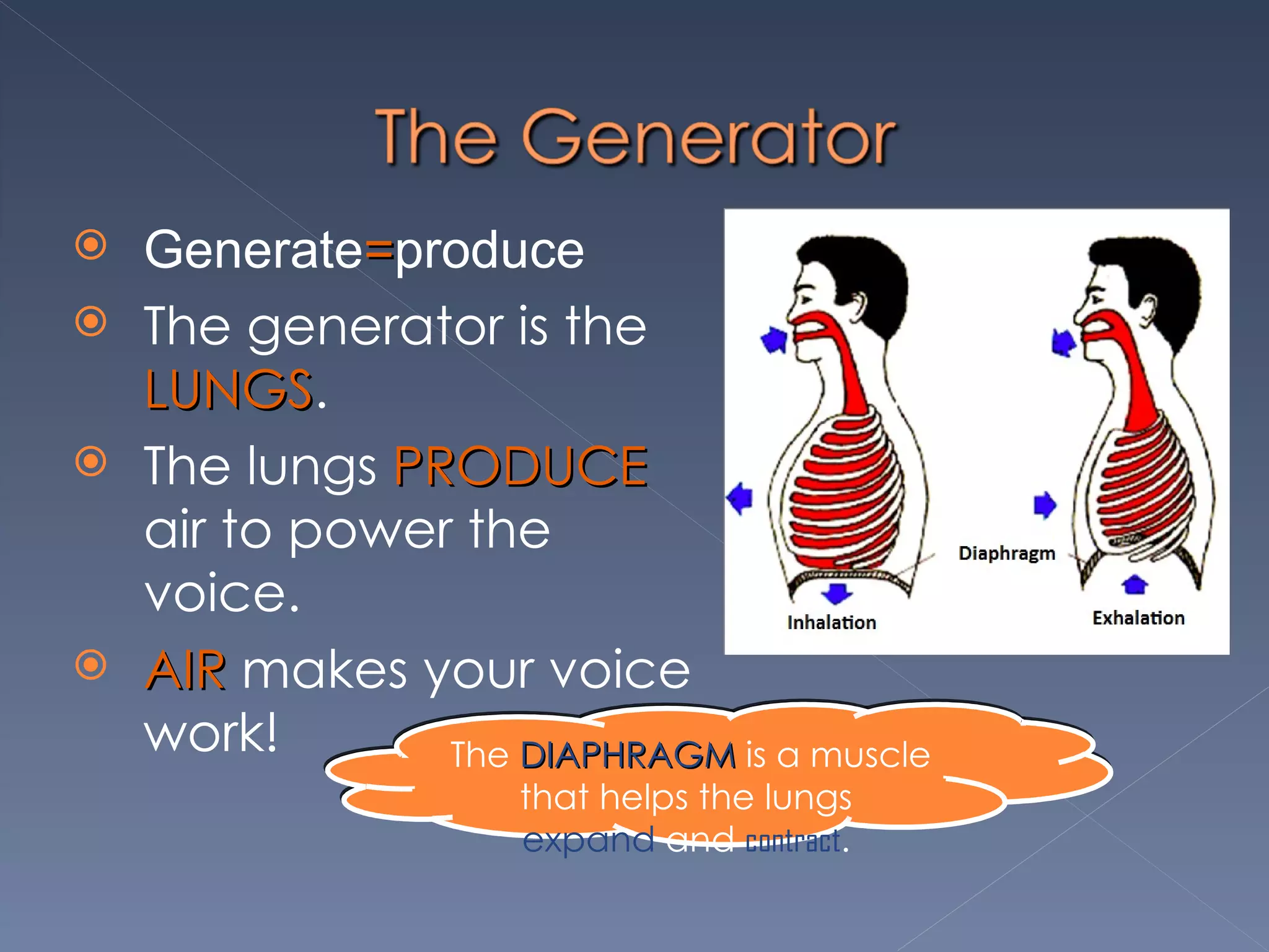 Vocal Anatomy | PPT