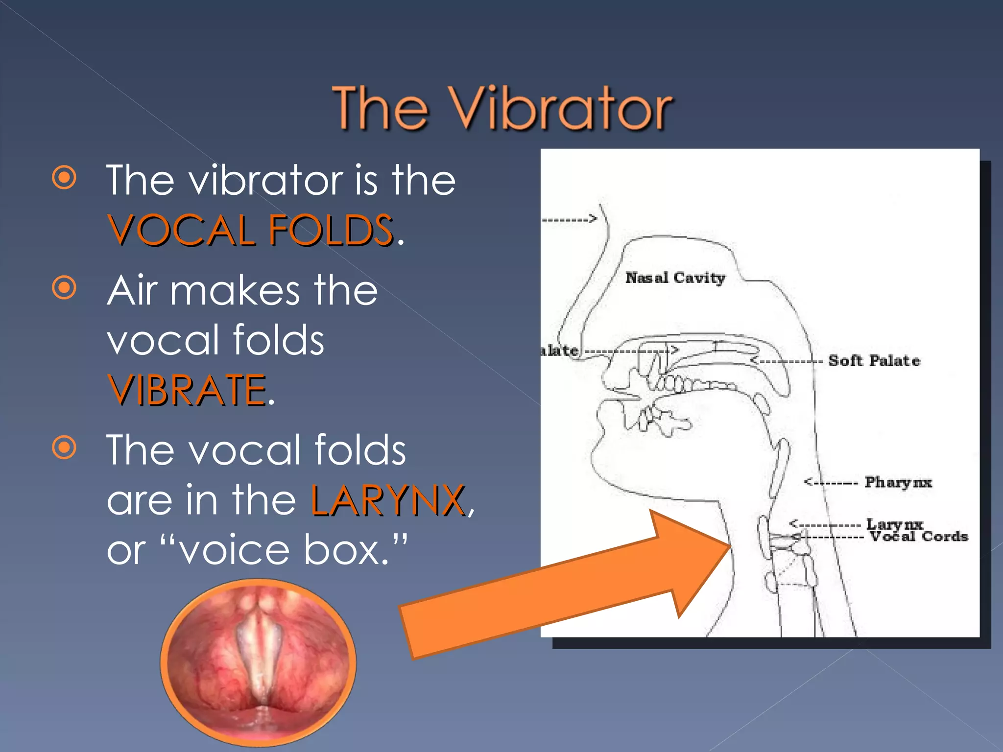 Vocal Anatomy | PPT