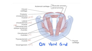 Vocal cord palsy | PPTX