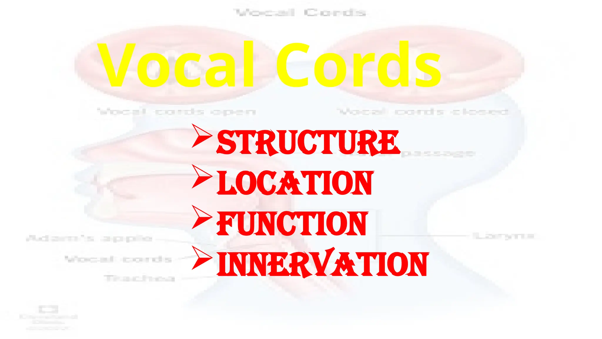 Vocal cord presentation anatomy ......... | PPTX