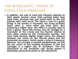 Vocal cords vibration theories | PPT
