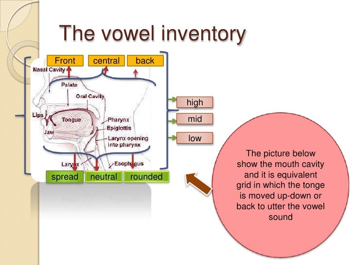 Vowel Diagram Wikipedia