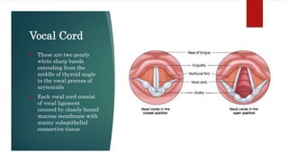 Benign Vocal Cord Nodules _ Benign Vocal Cord Lesions – KIRC