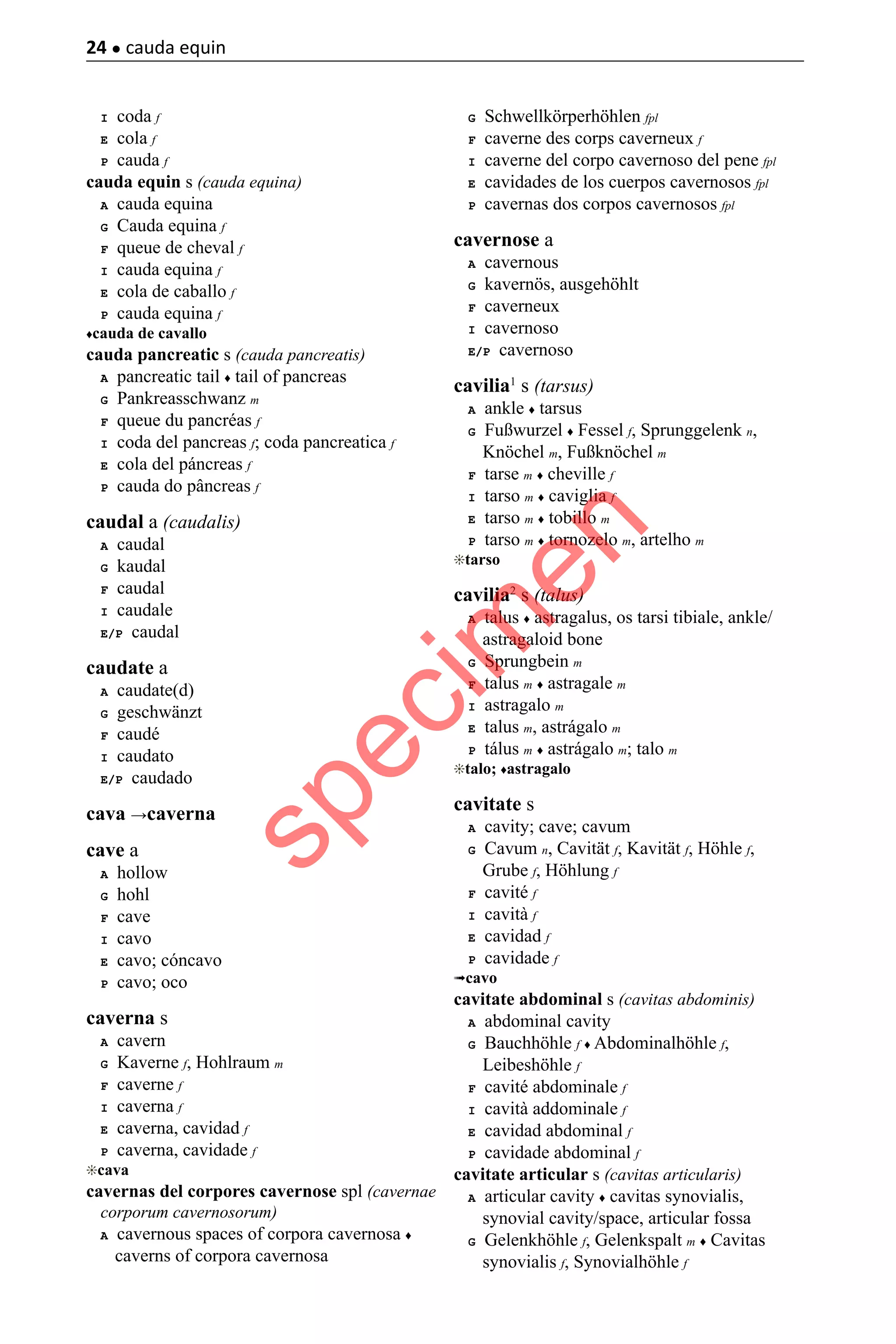 Anatomical Terminology | PDF