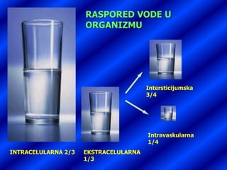 Poremećaj metabolizma vode, natrijuma i kalijuma | PPT