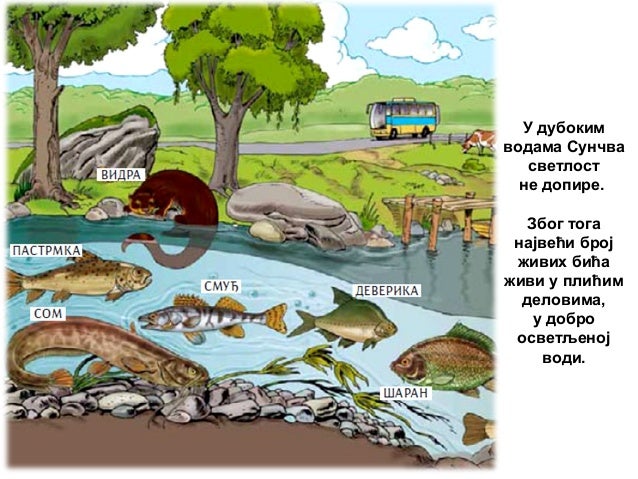 ВОДЕНЕ ЖИВОТНЕ ЗАЈЕДНИЦЕ