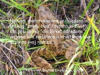 vodozemci-razmnozavanje i opste karakteristike | PPT